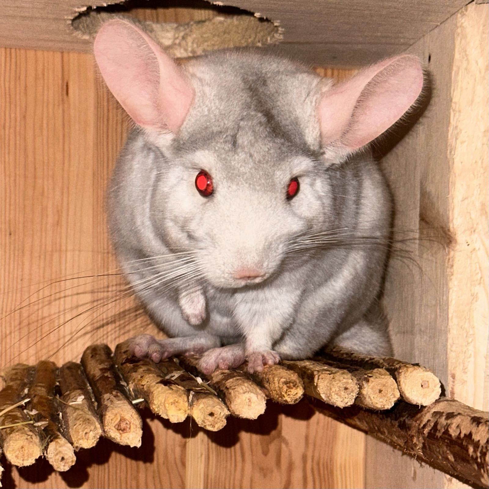 Prodajem chinchille raznih boja