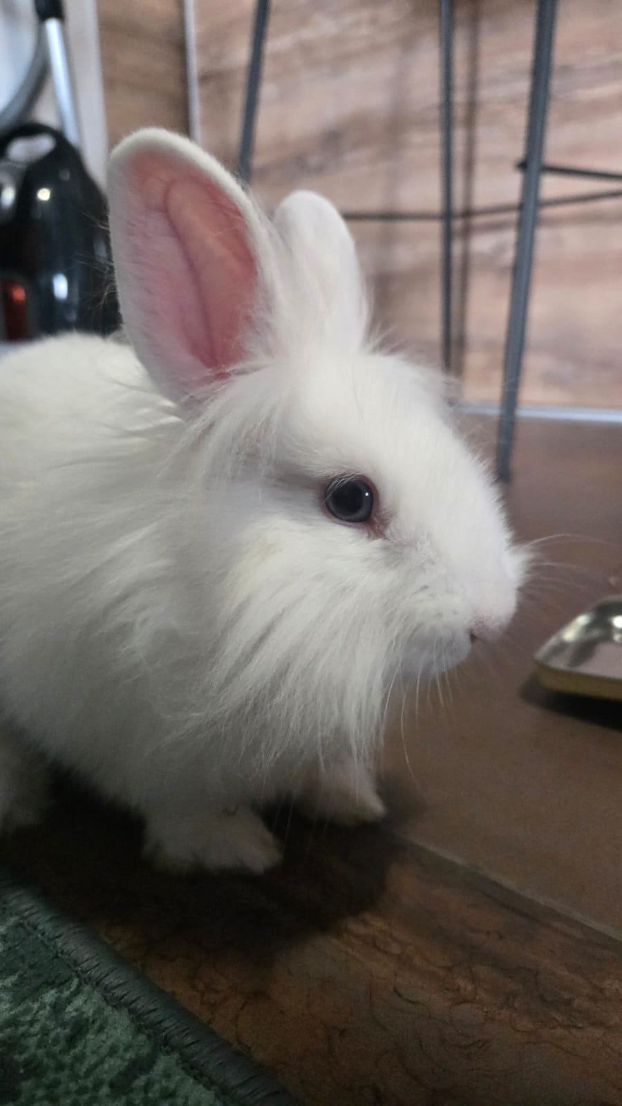 Prodajem patuljastog zeca starog 5 mjeseci sa kavezom