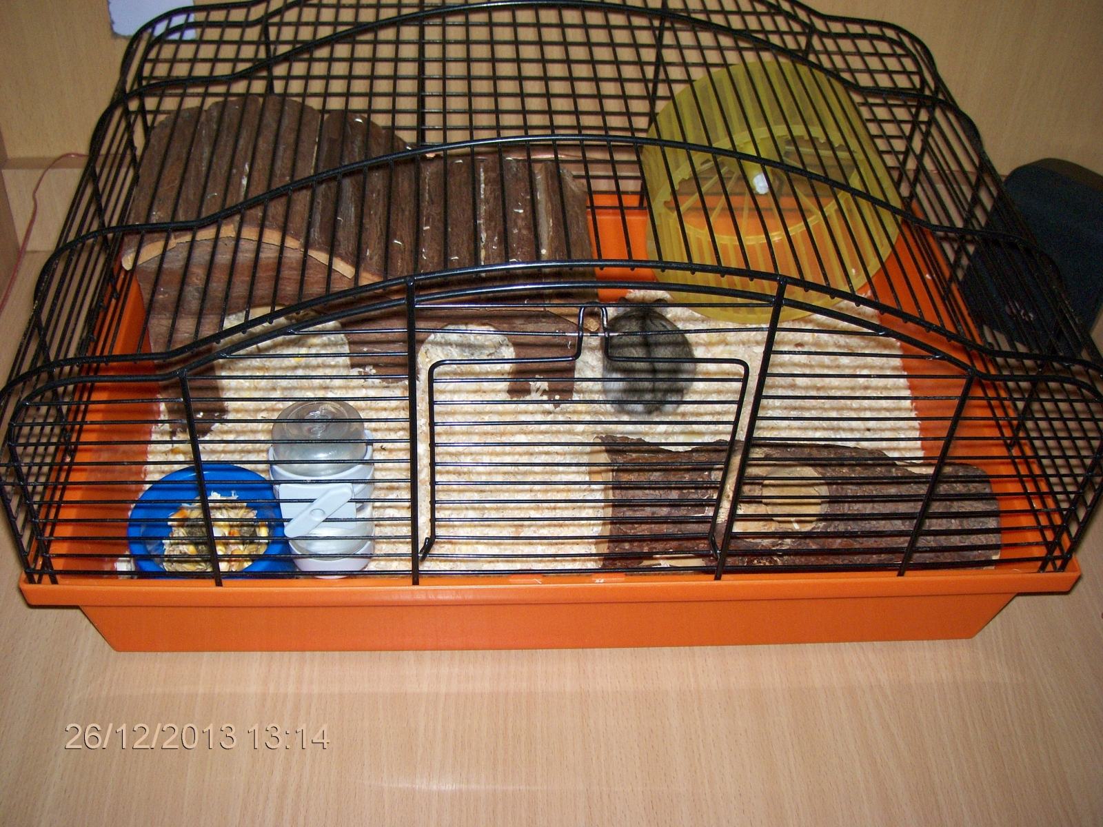 Sibirski hrcak sa svom opremom cijena po dogovoru