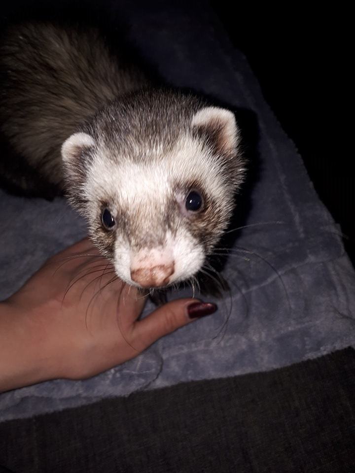 Kastriran Afrički Tvor Star 9 mjeseci sa Cijepnom knjižicom