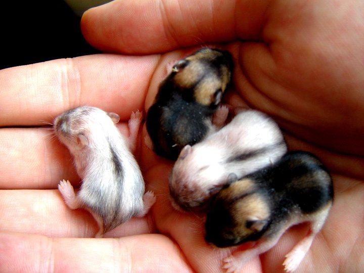 TEST OGLAS : Ruski hrčak