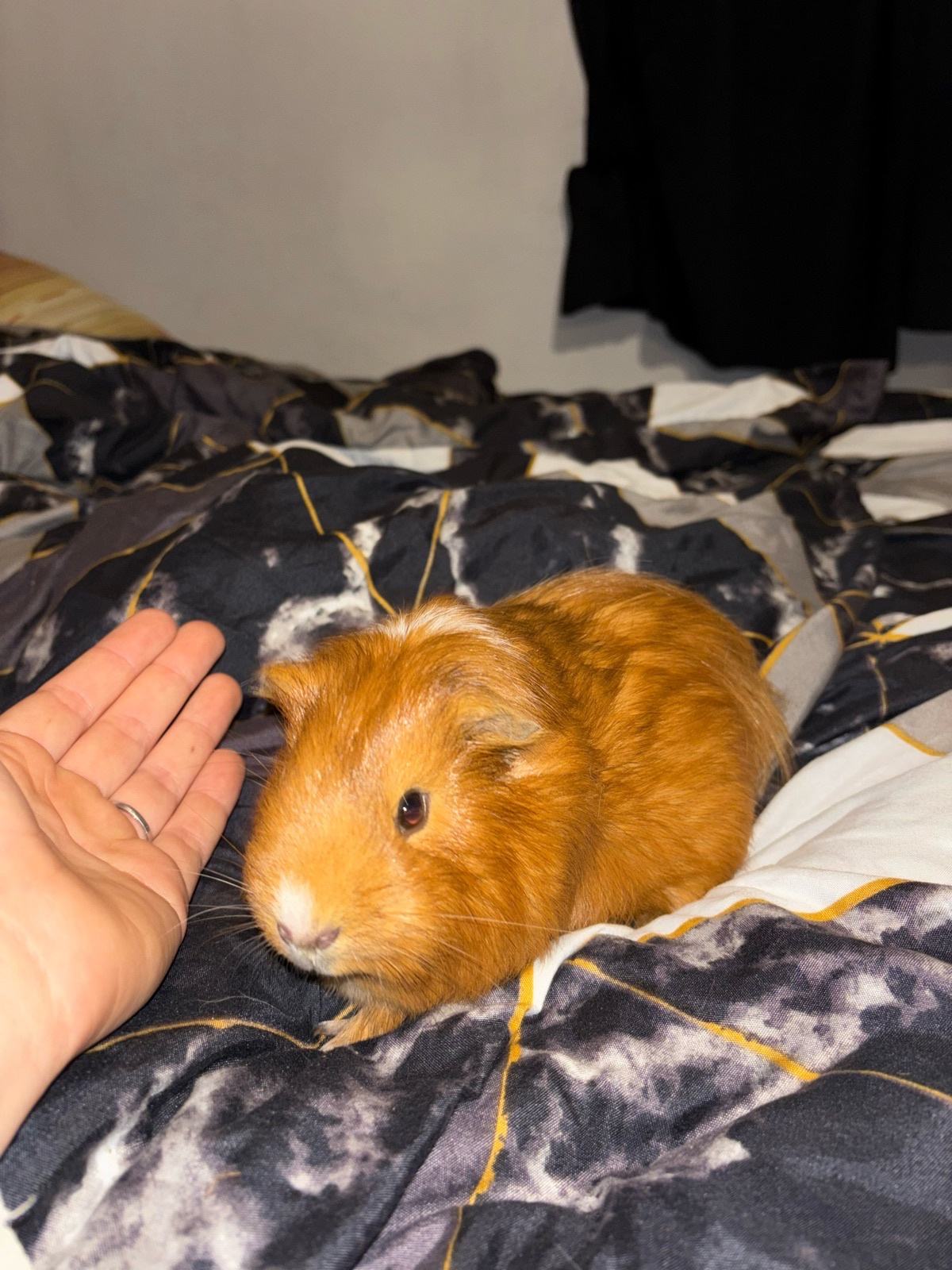 Zamorac za udomljavanje