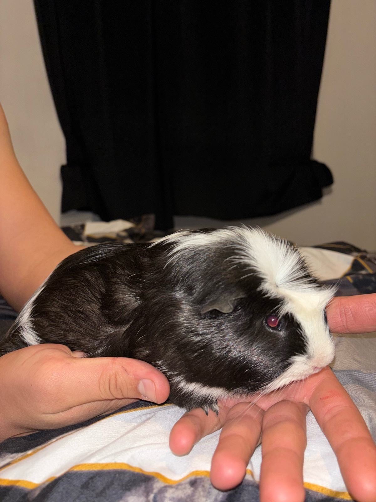 Zamorac za udomljavanje