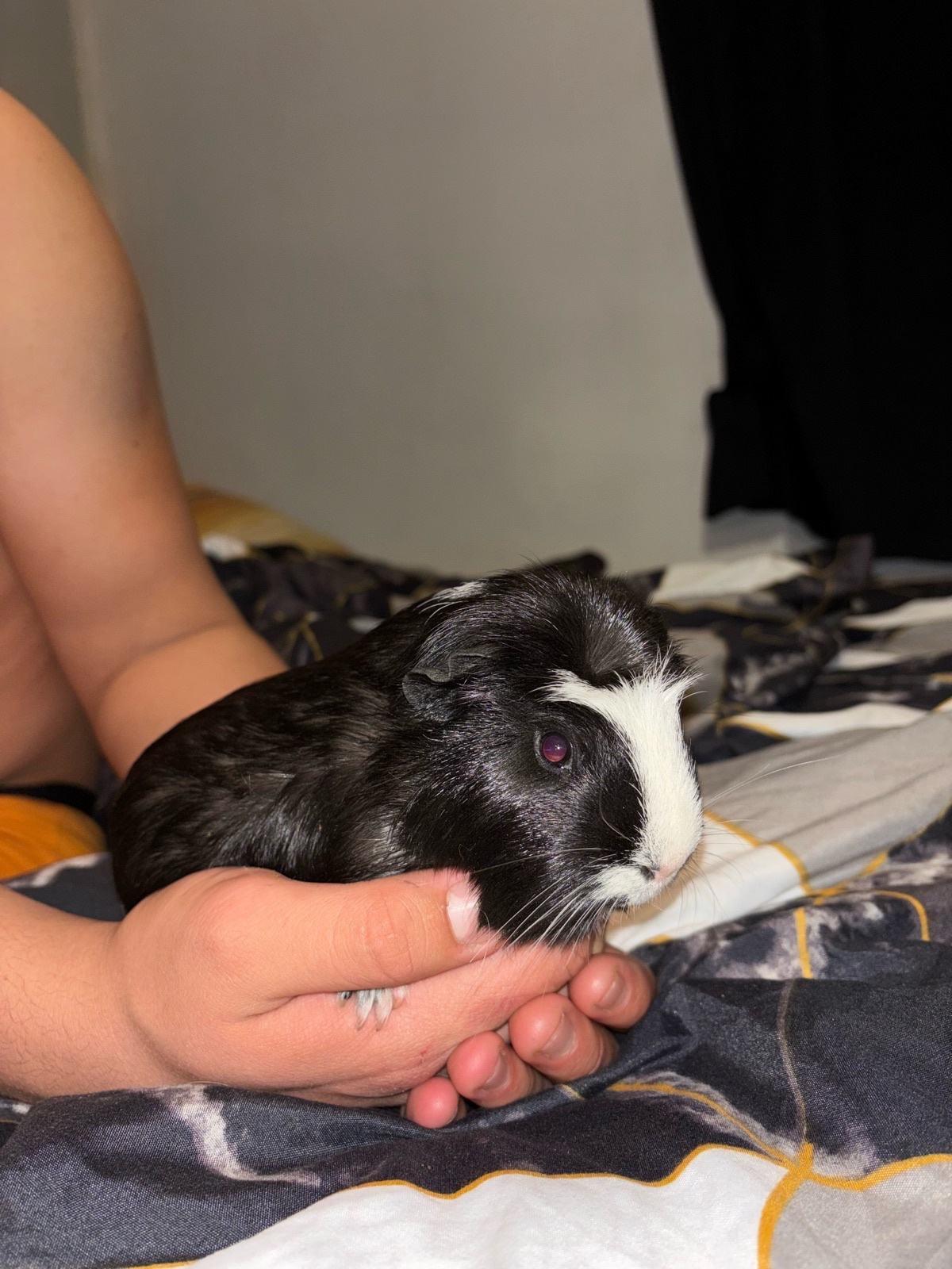 Zamorac za udomljavanje