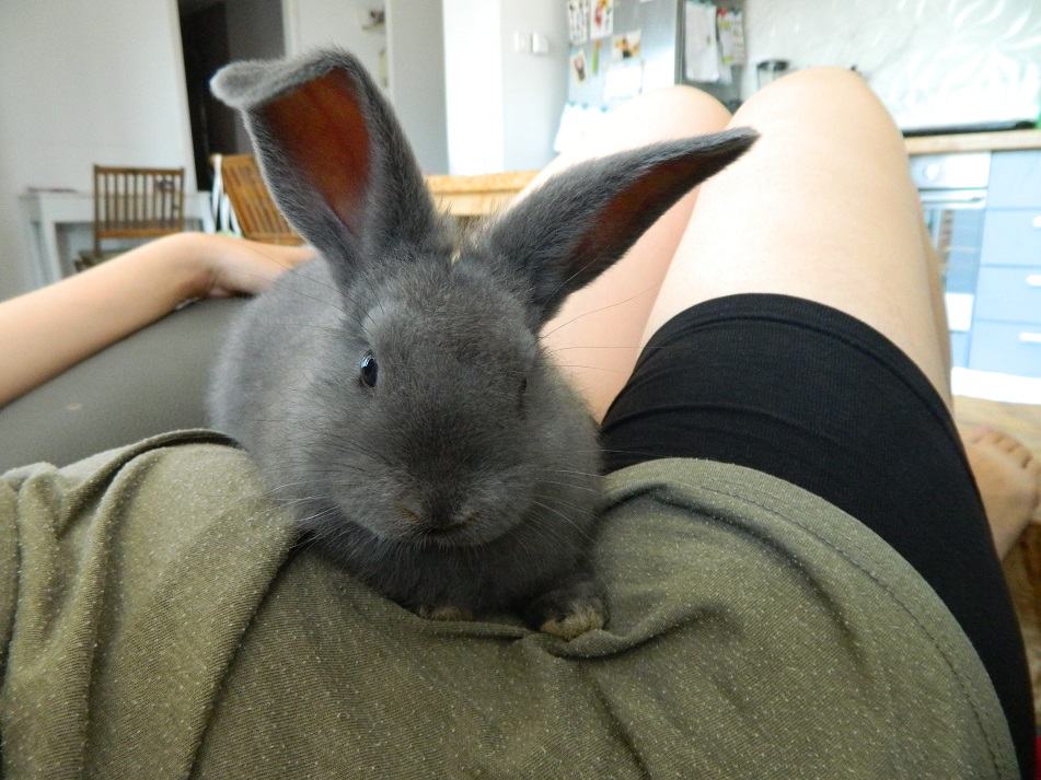 Zec kunić za ljubimca