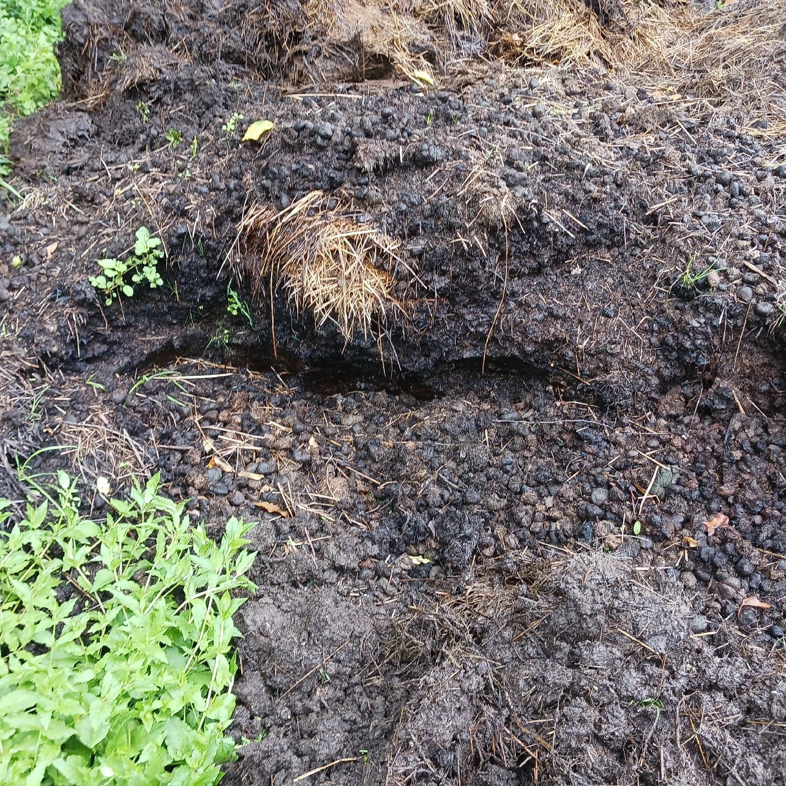 konjski stajski gnoj / POKLANJAM