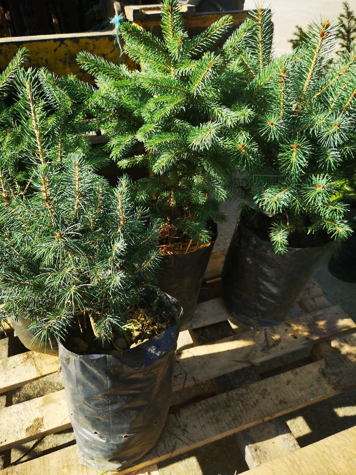 sadnice srebrne i obične smreke