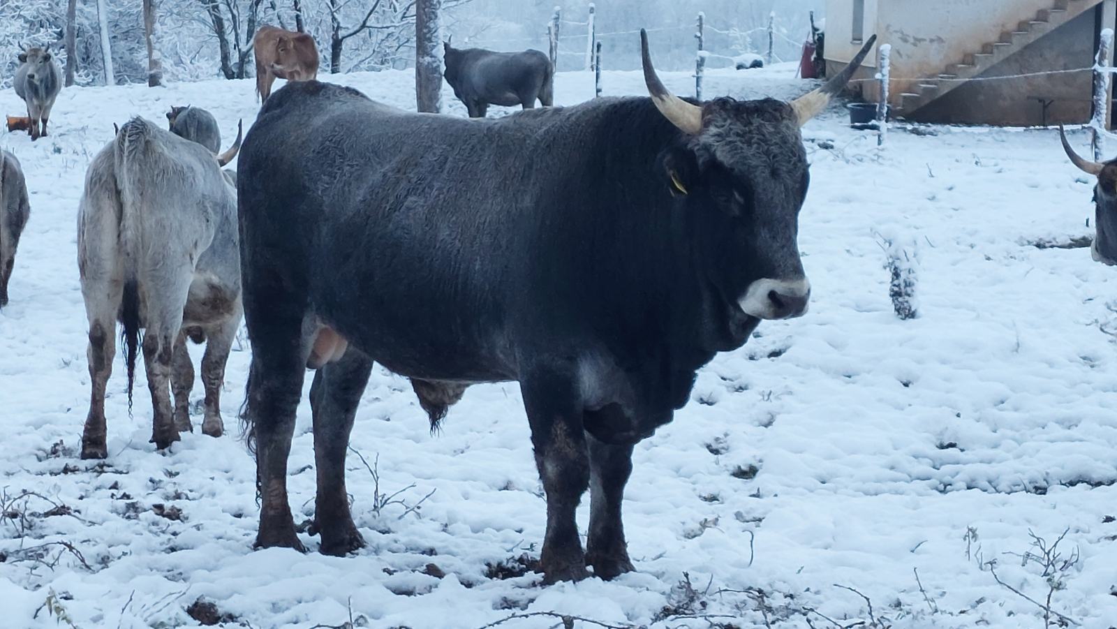 Bik i muško tele pasmine Boškarin (Istarsko govedo)