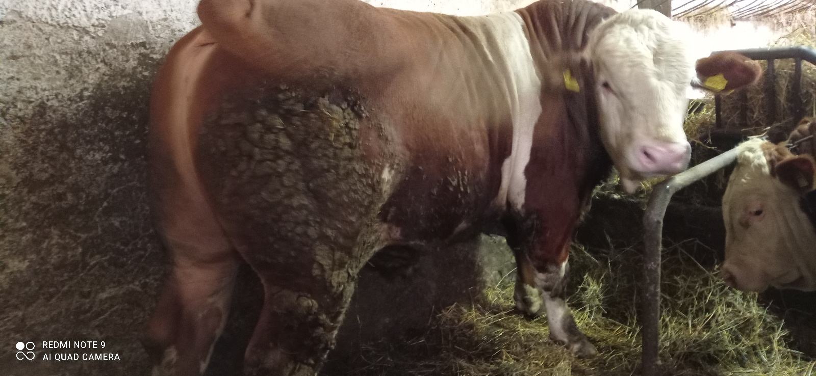 Bik simentalac 0992431032