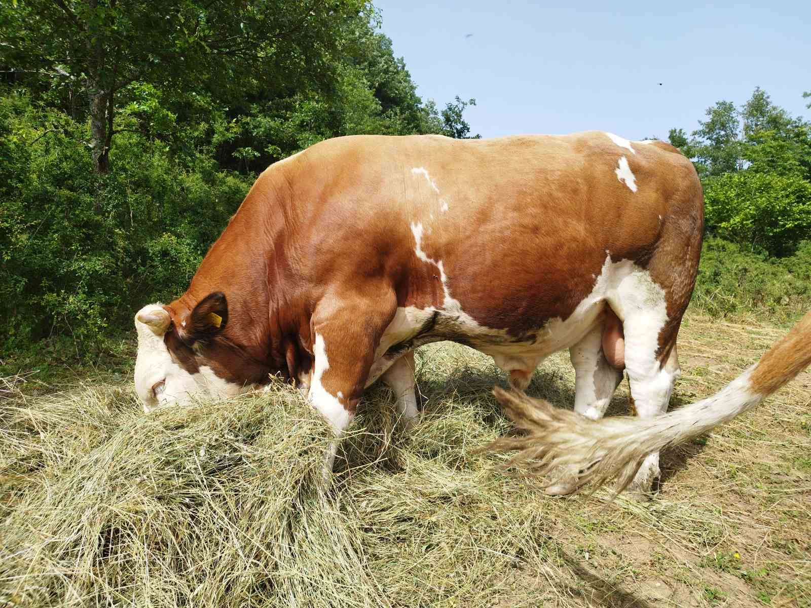 Bik simentalac (730kg)