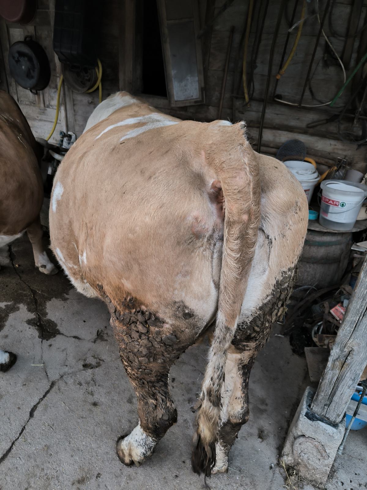 BREĐA KRAVA SIMENTAL