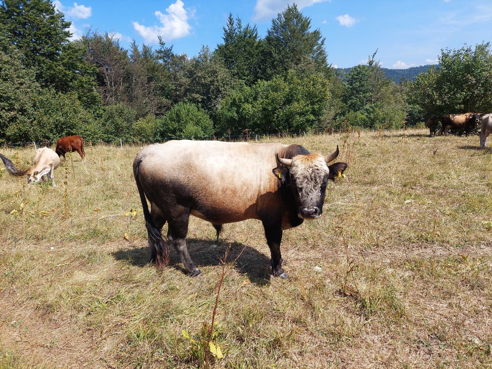 Buša bik licenciran