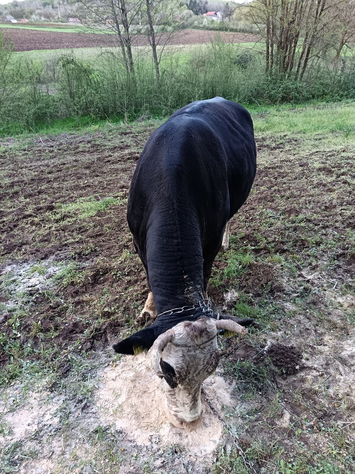 Debela krava za obradu, čisti domaći uzgoj, Krnjak!!