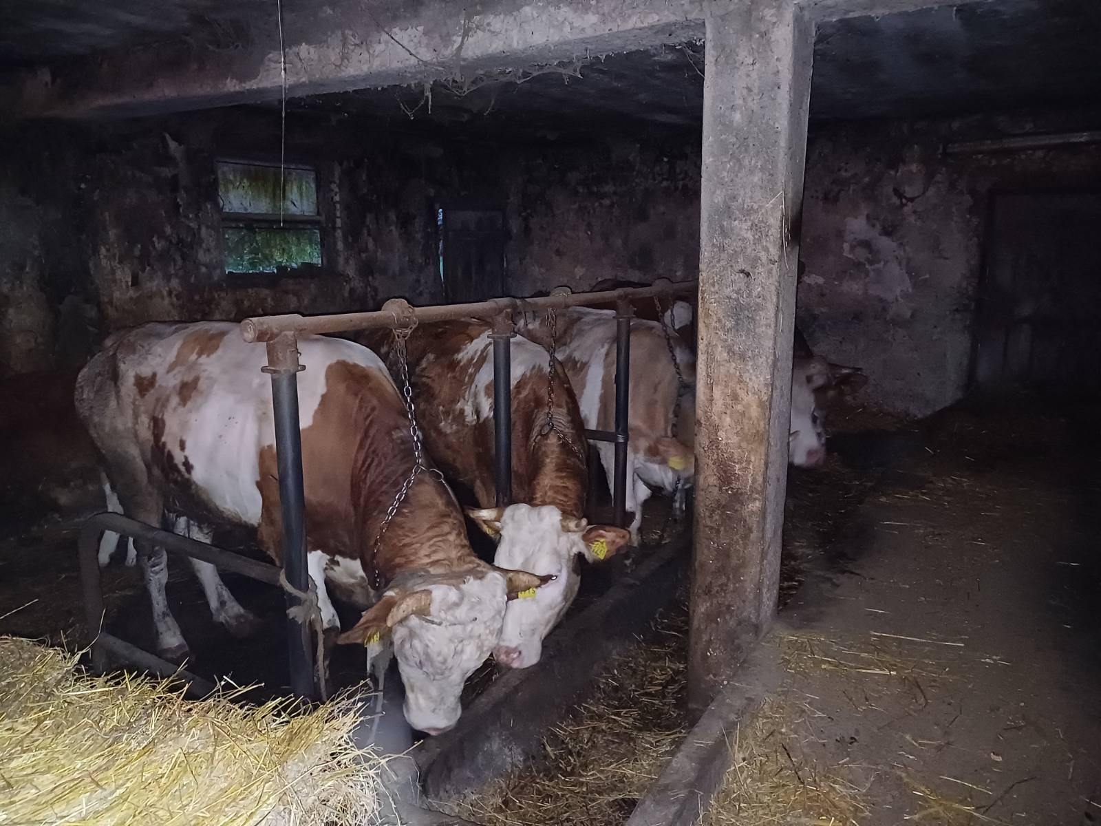 Goveda za obradu OGLAS IZ USLUGE!!! 099 415-2453.