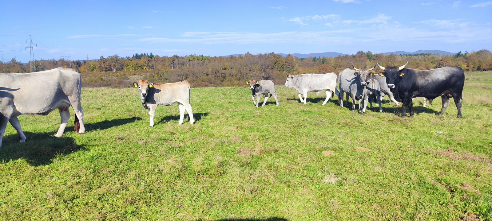 Istarsko govedo boškarin
