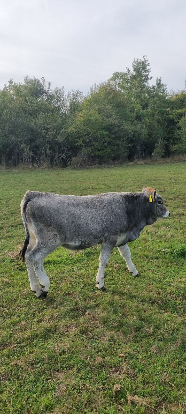 Istarsko govedo junica