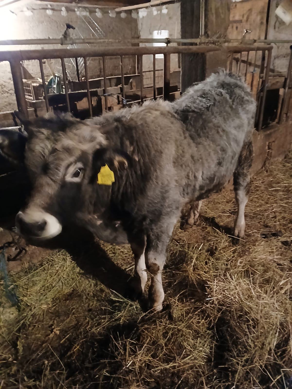 Istarsko govedo - boškarin muško june