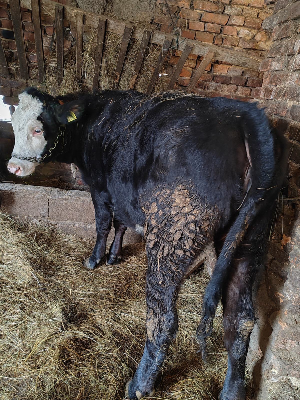 junica za domacinstvo