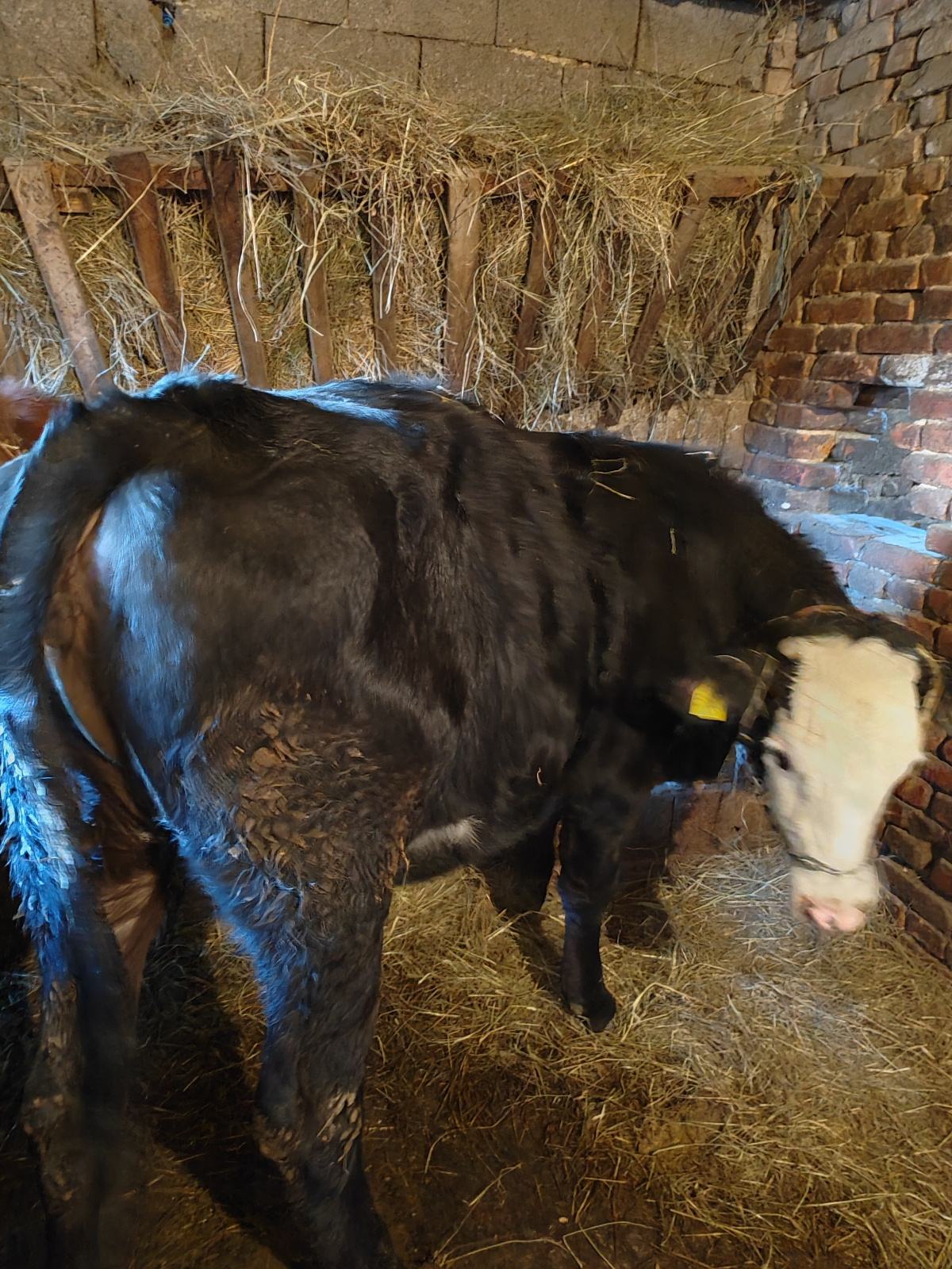 junica za domacinstvo