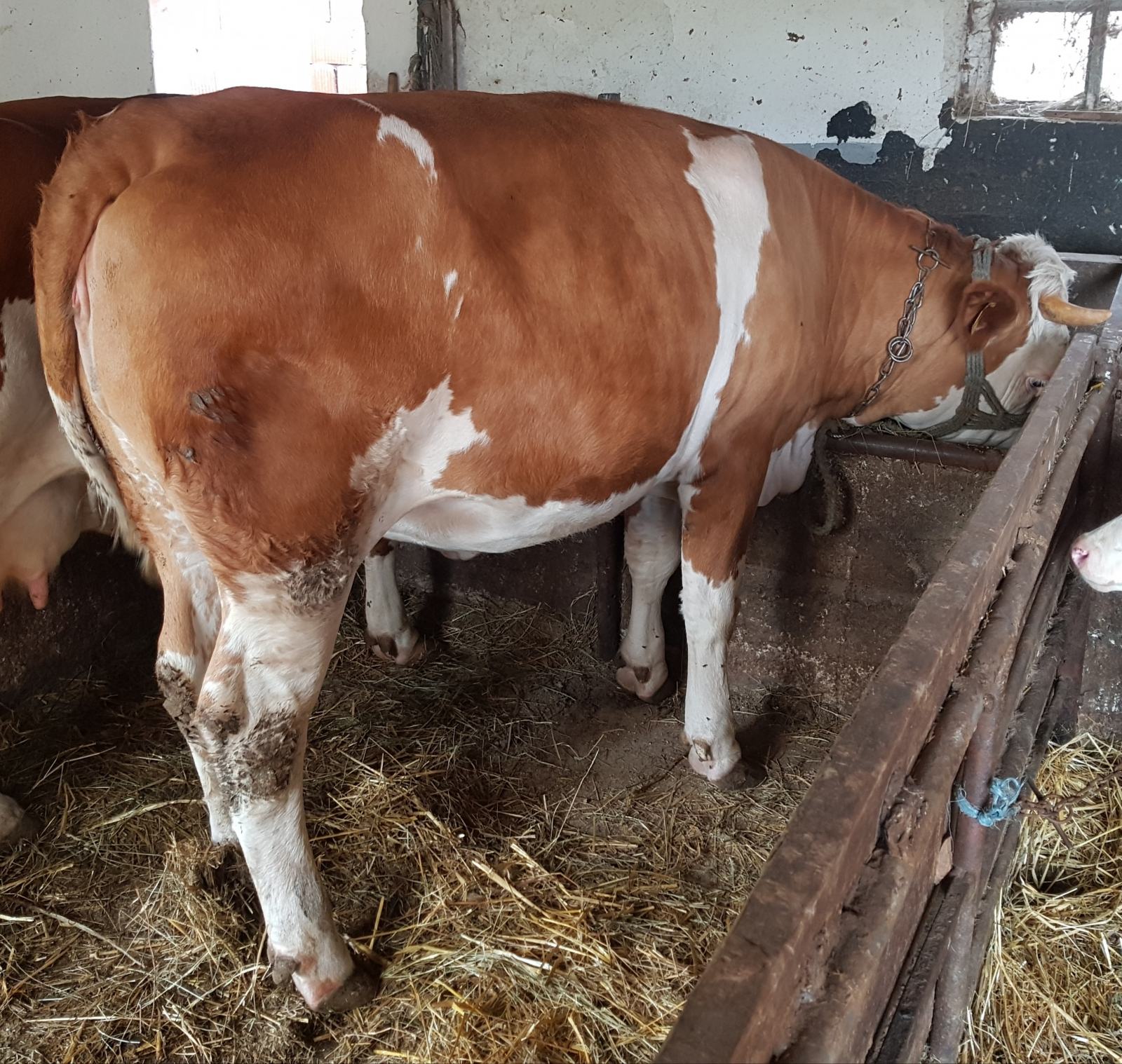 Junica za domacistvo