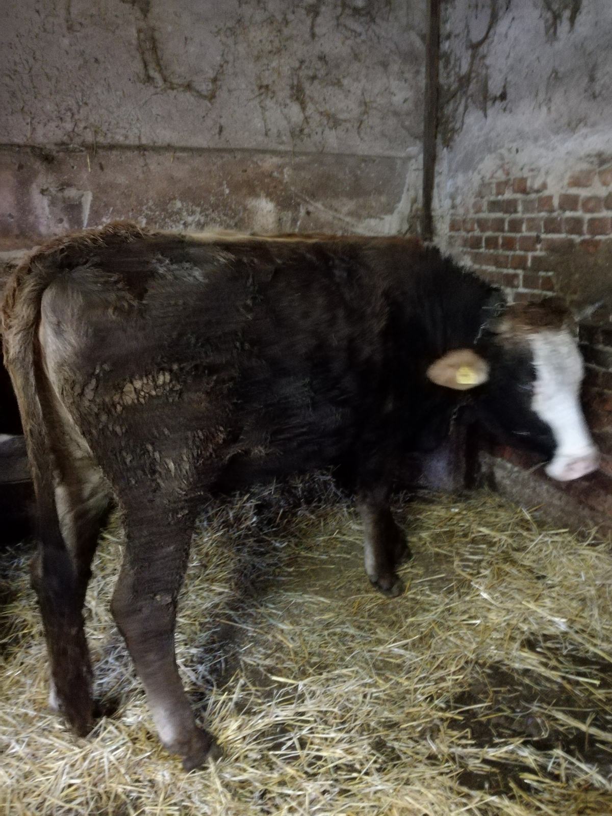 Junica krizana stelna 3mj.