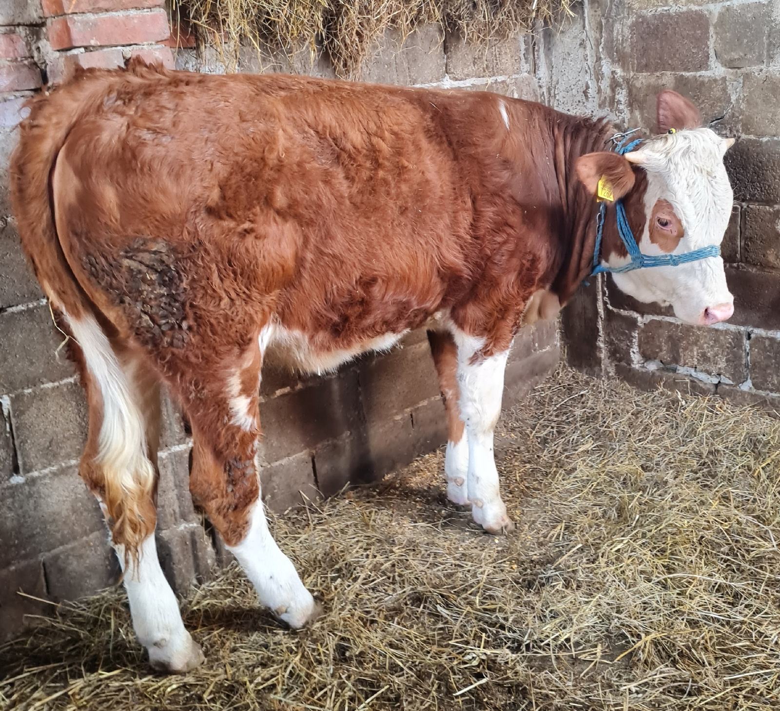 Junica pitoma odlicne genetike za rasplod SIMENTALKA