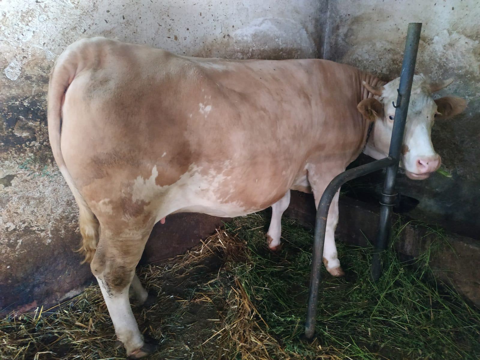 Junica Simentalka na prodaju