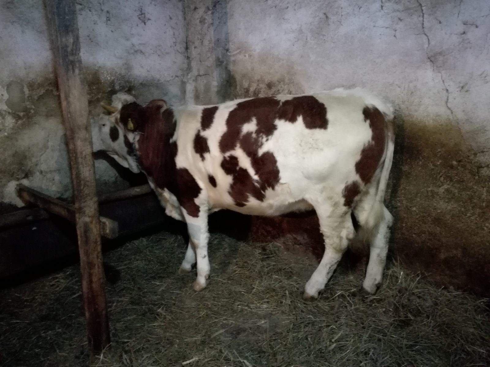 Junica simentalka- stara 22 mj. bređa 6 mj.