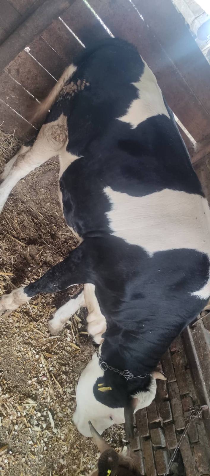 junica steona holsten