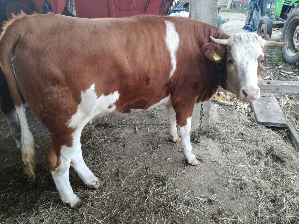 Junica steona, moguca zamjena za telad