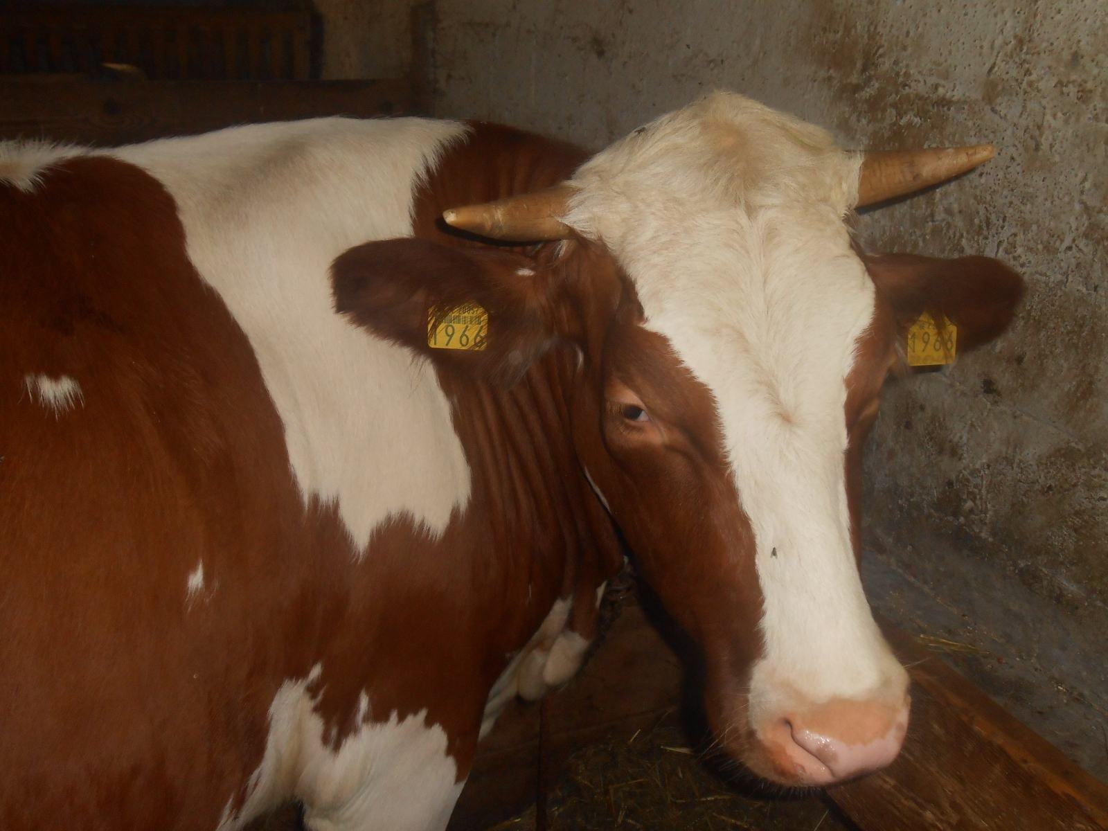 JUNICA STELNA 9 MJESECI ZAMJENA