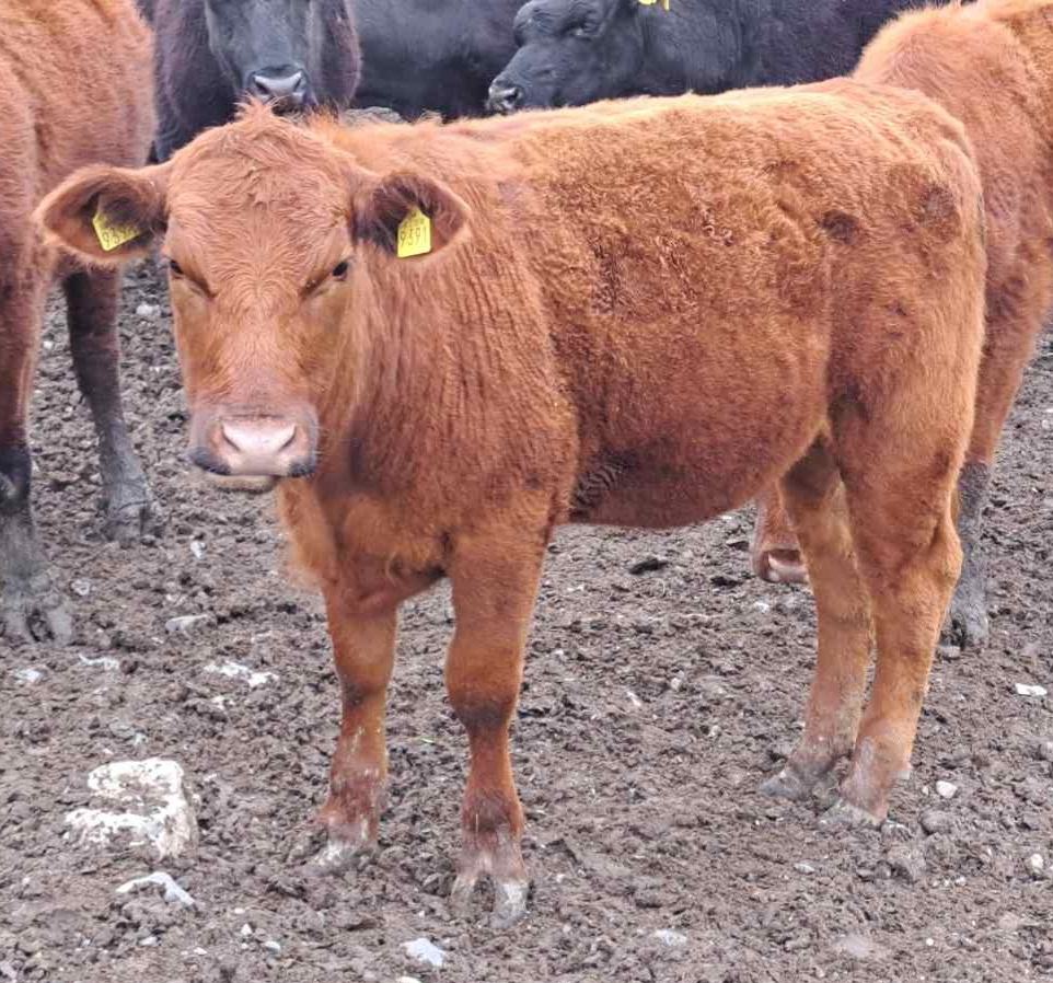 ANGUS JUNICE IZ EKOLOŠKOG UZGOJA