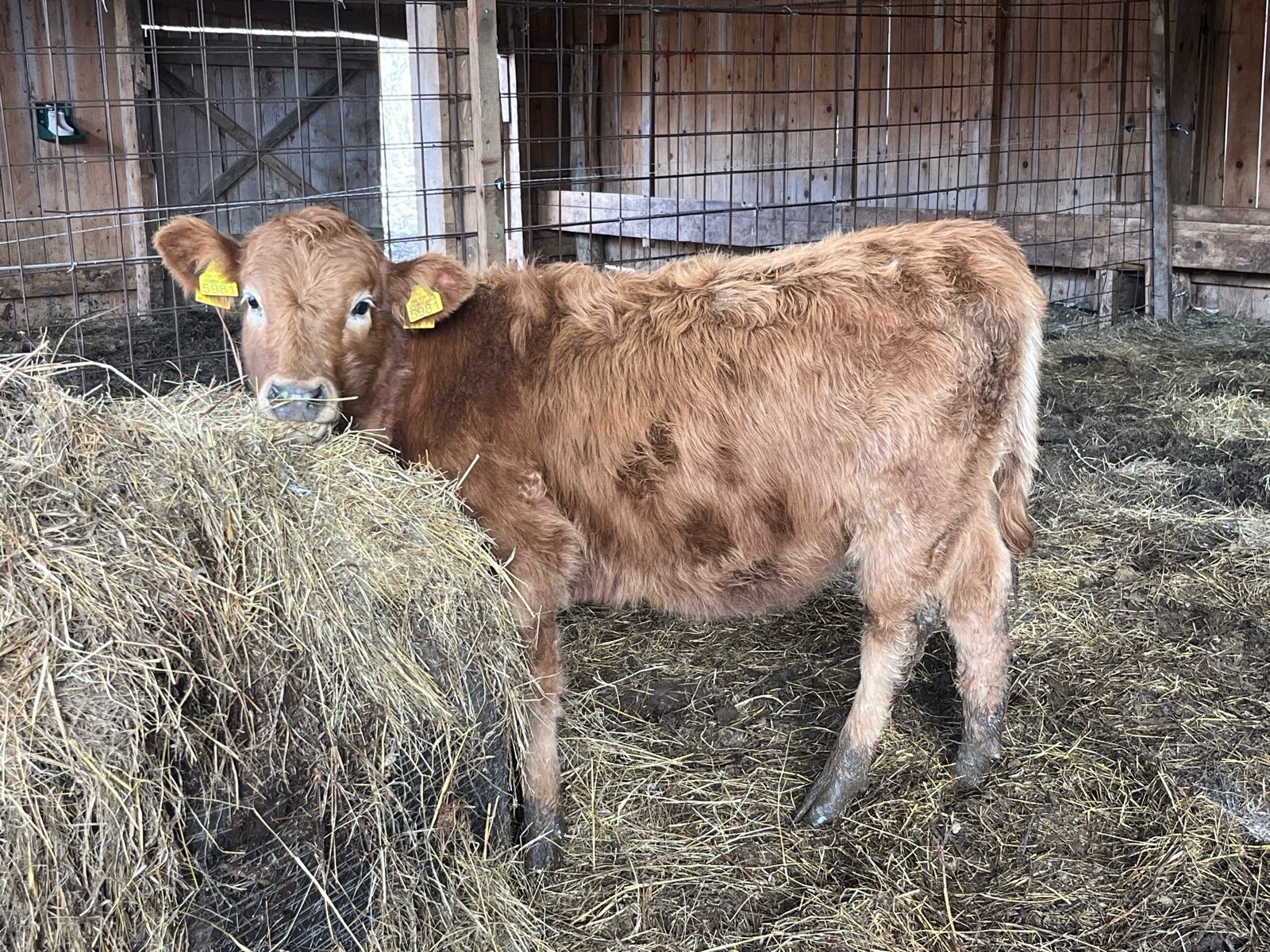 Junice za dalji uzgoj