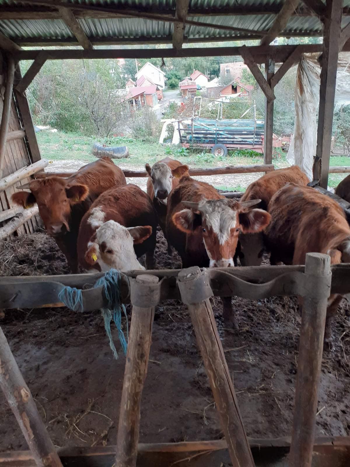 Junice Hereford