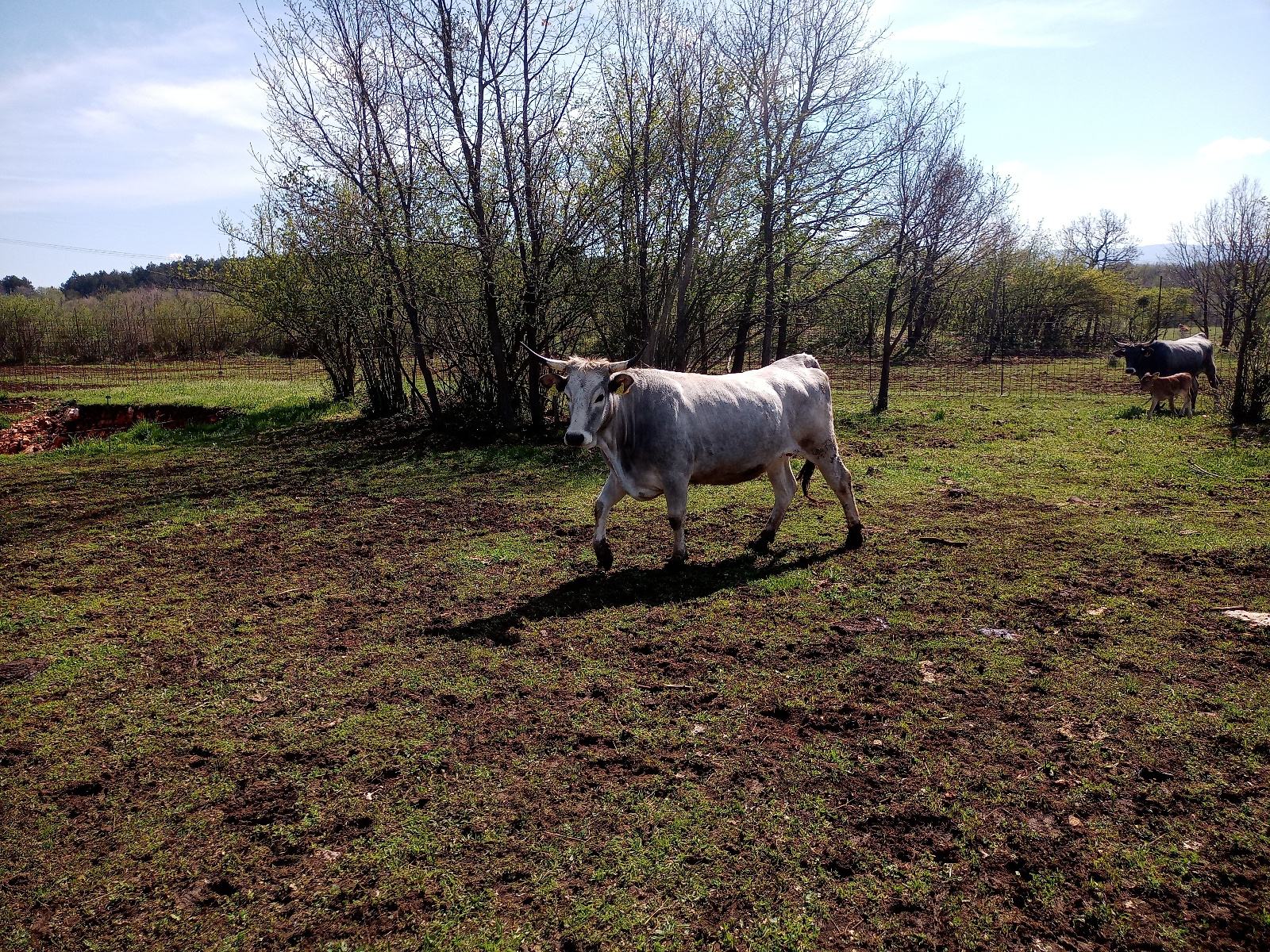 Junice ISTARSKO GOVEDO