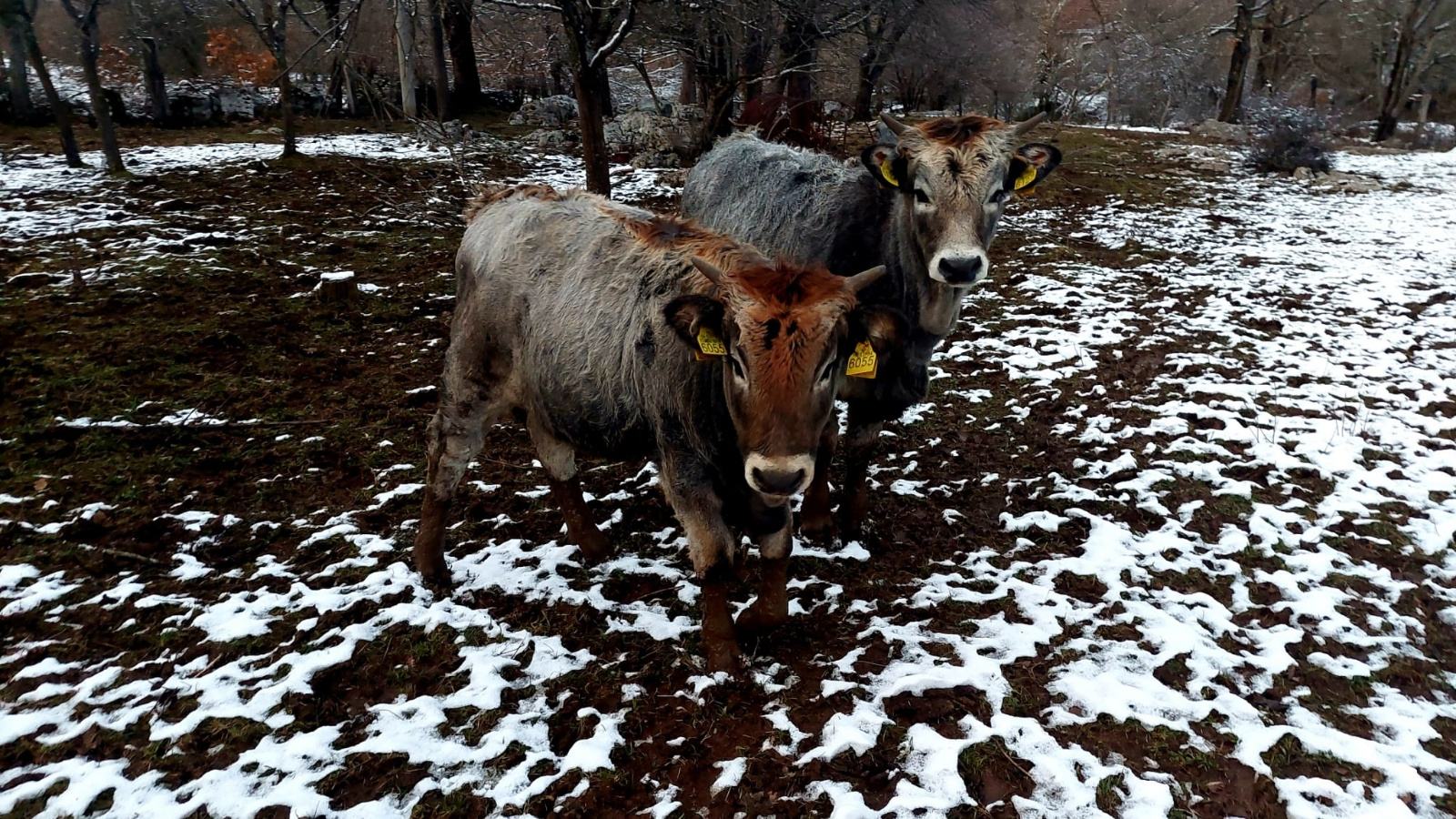 Junice istarskog goveda