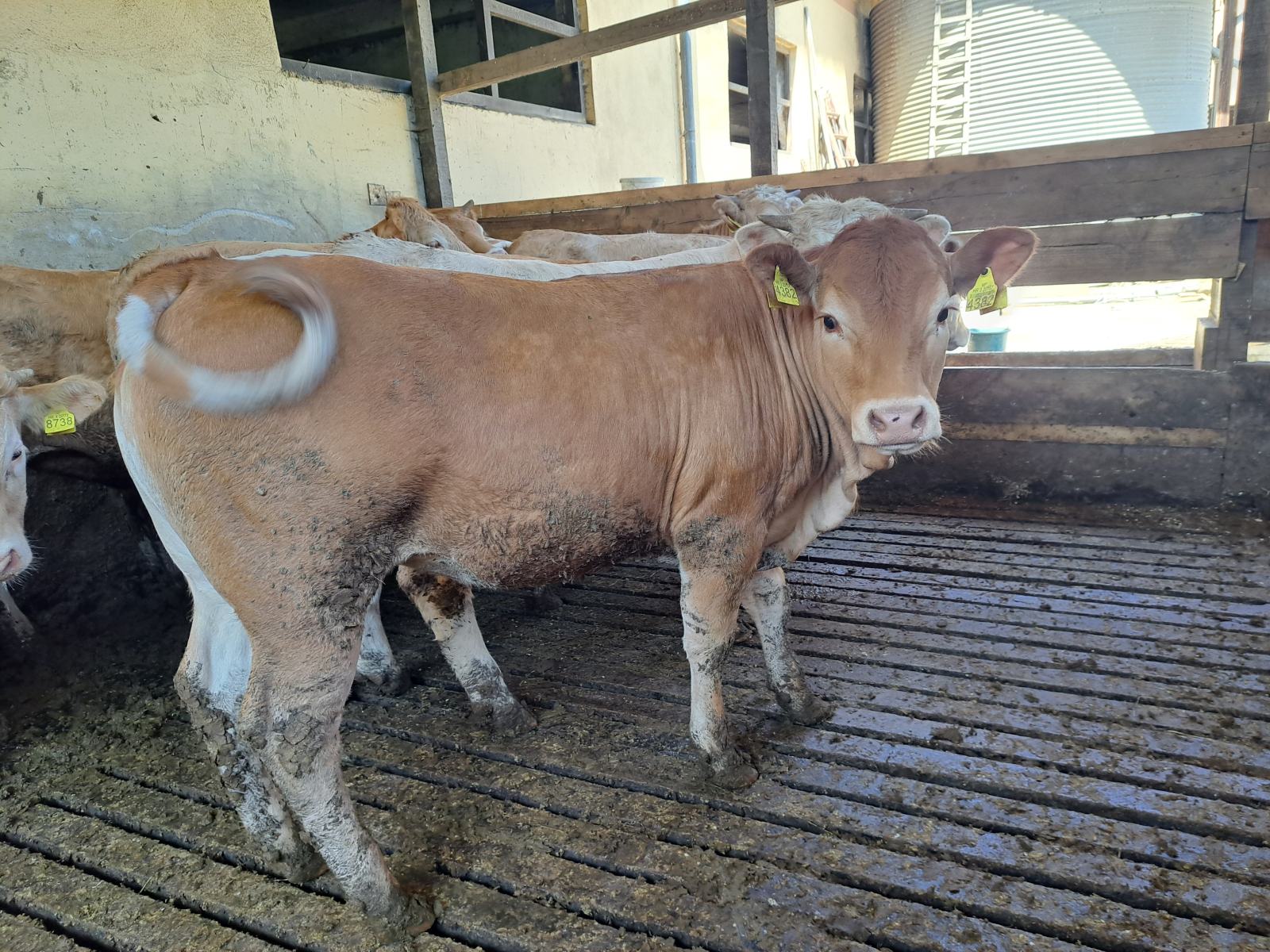 Junice mesne pasmine za reprodukciju