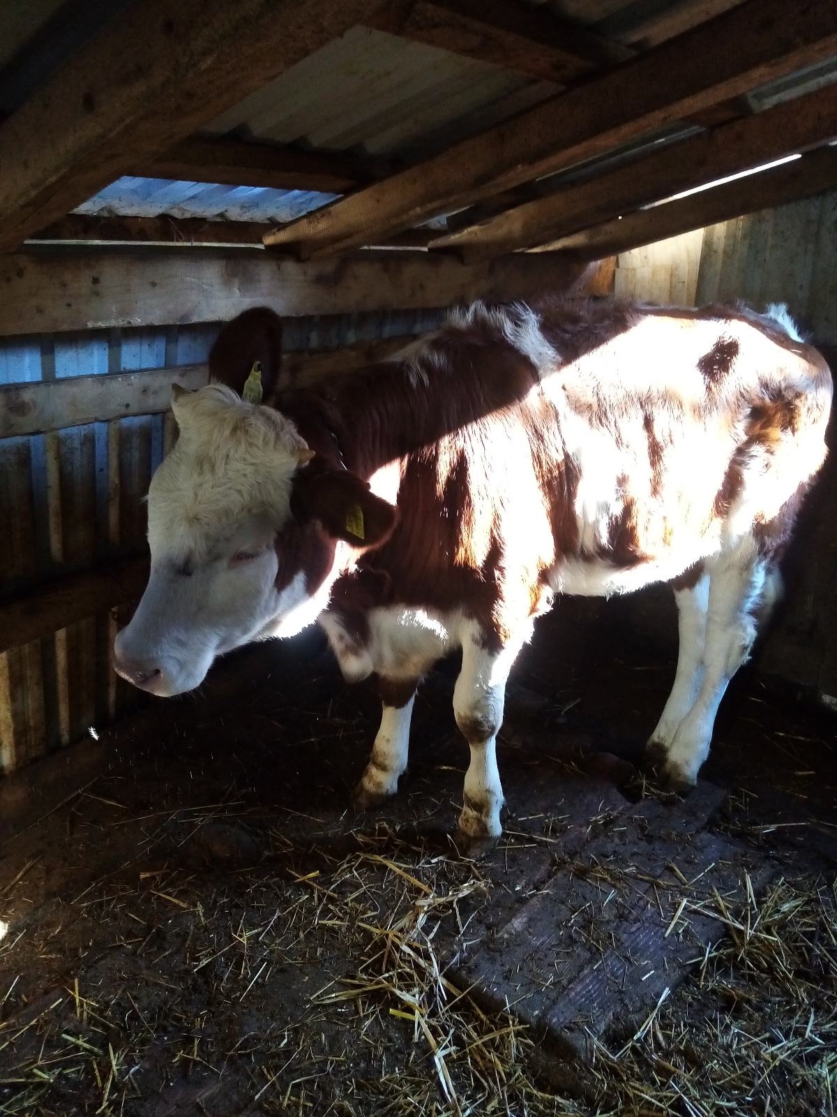 Junice mlade 7 mj, vrhunske, u kompletu, Krnjak!!