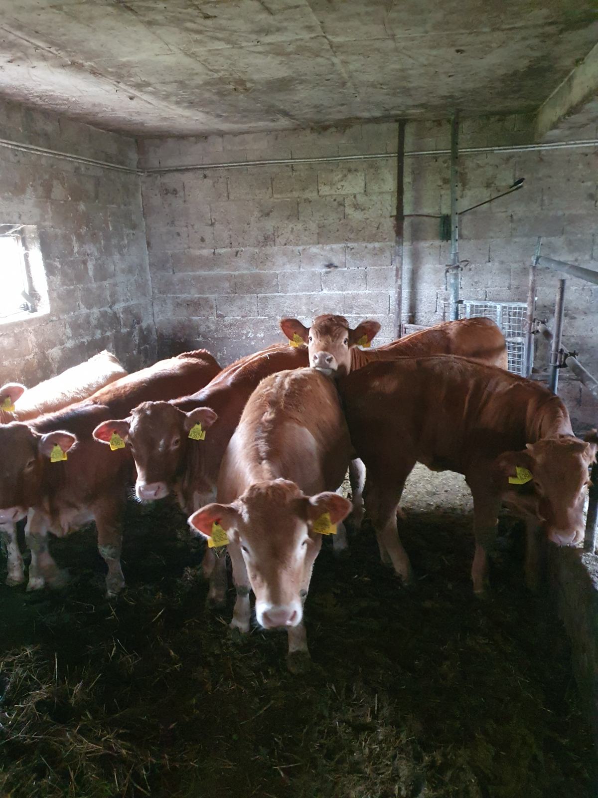 Junice mlade Limuzin