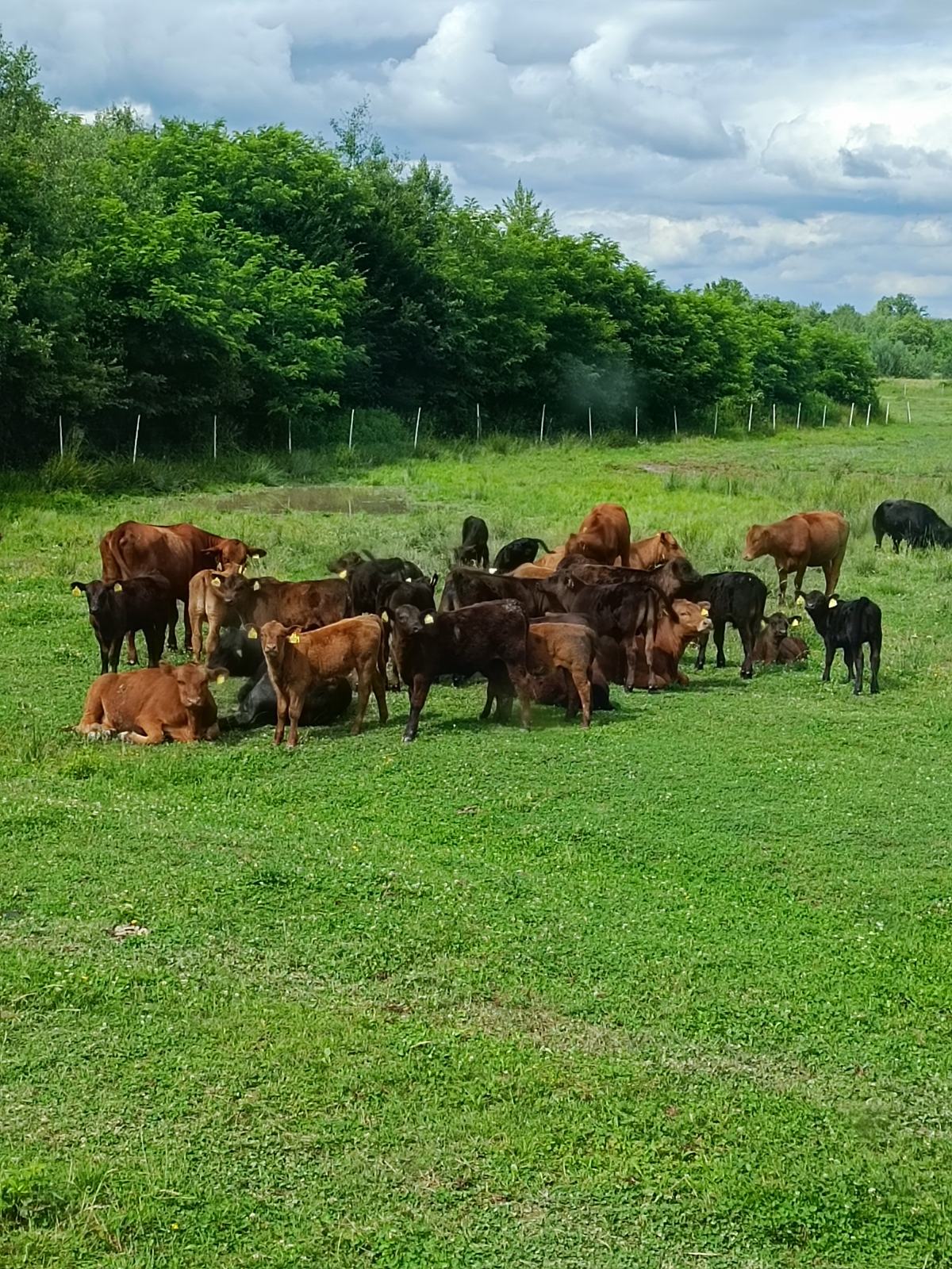 Junice pasmine Angus