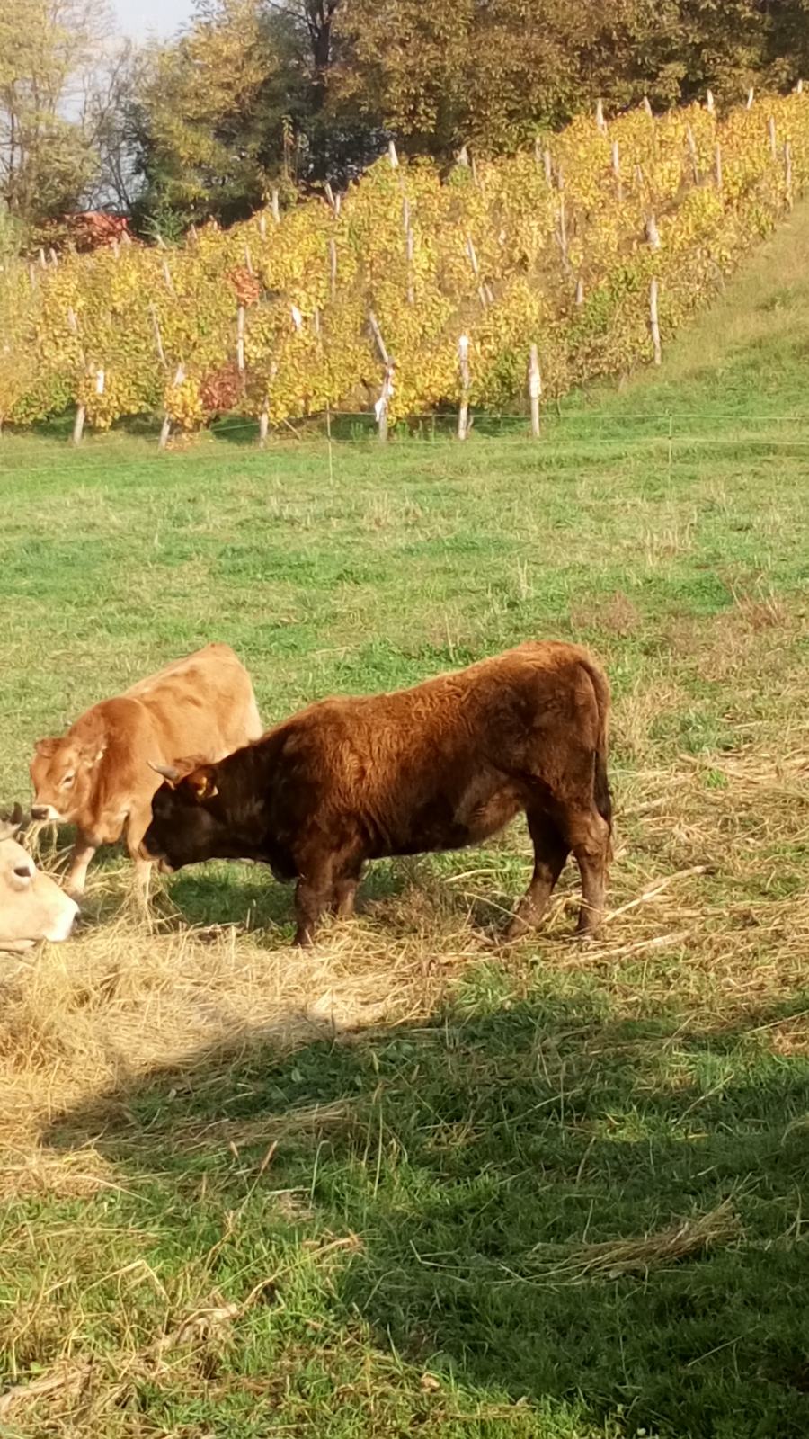 Junice pasmine Aubrac