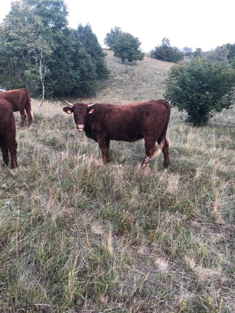 Junice pasmine Salers