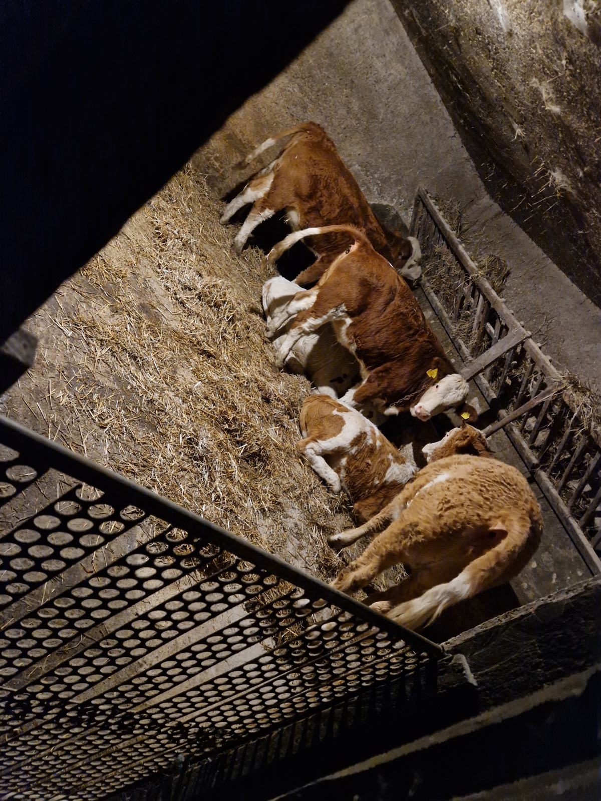 Junice Simentalske pasmine 6 komada