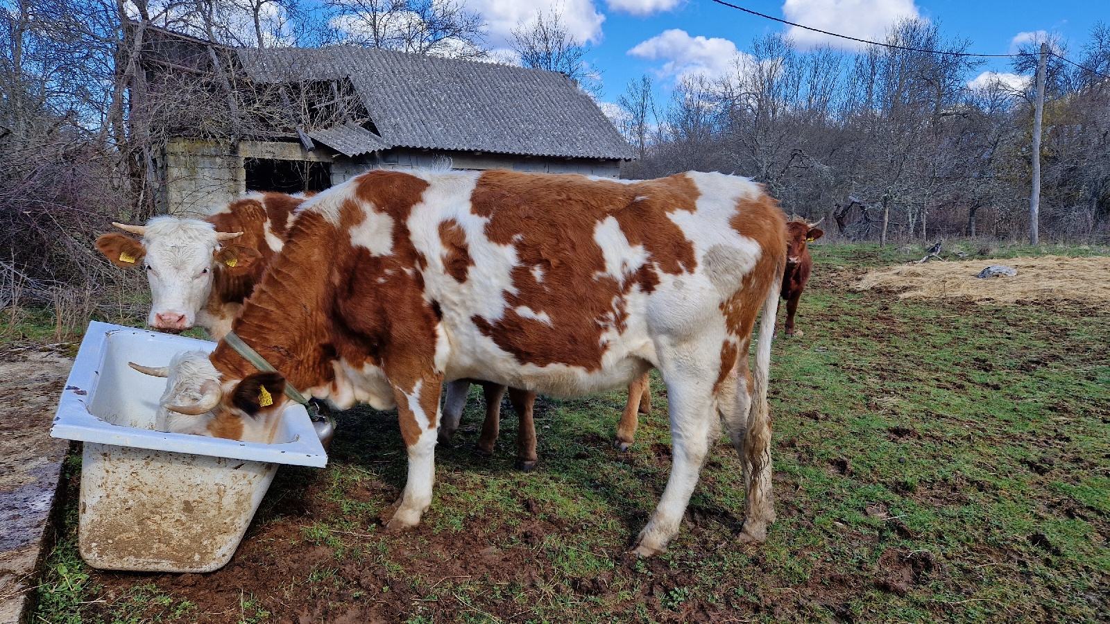 Krava i junica sinemntalke