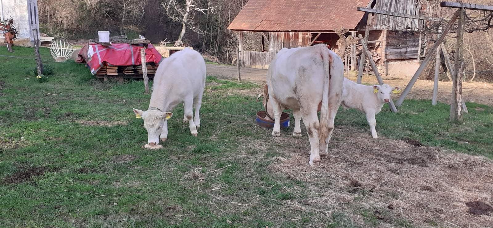 Krava, junica i tele, francuski šarole.