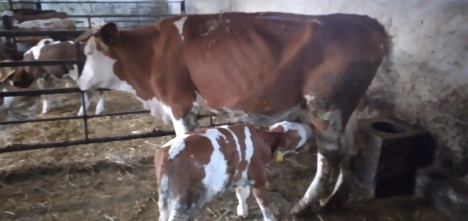 Krava i tele simental