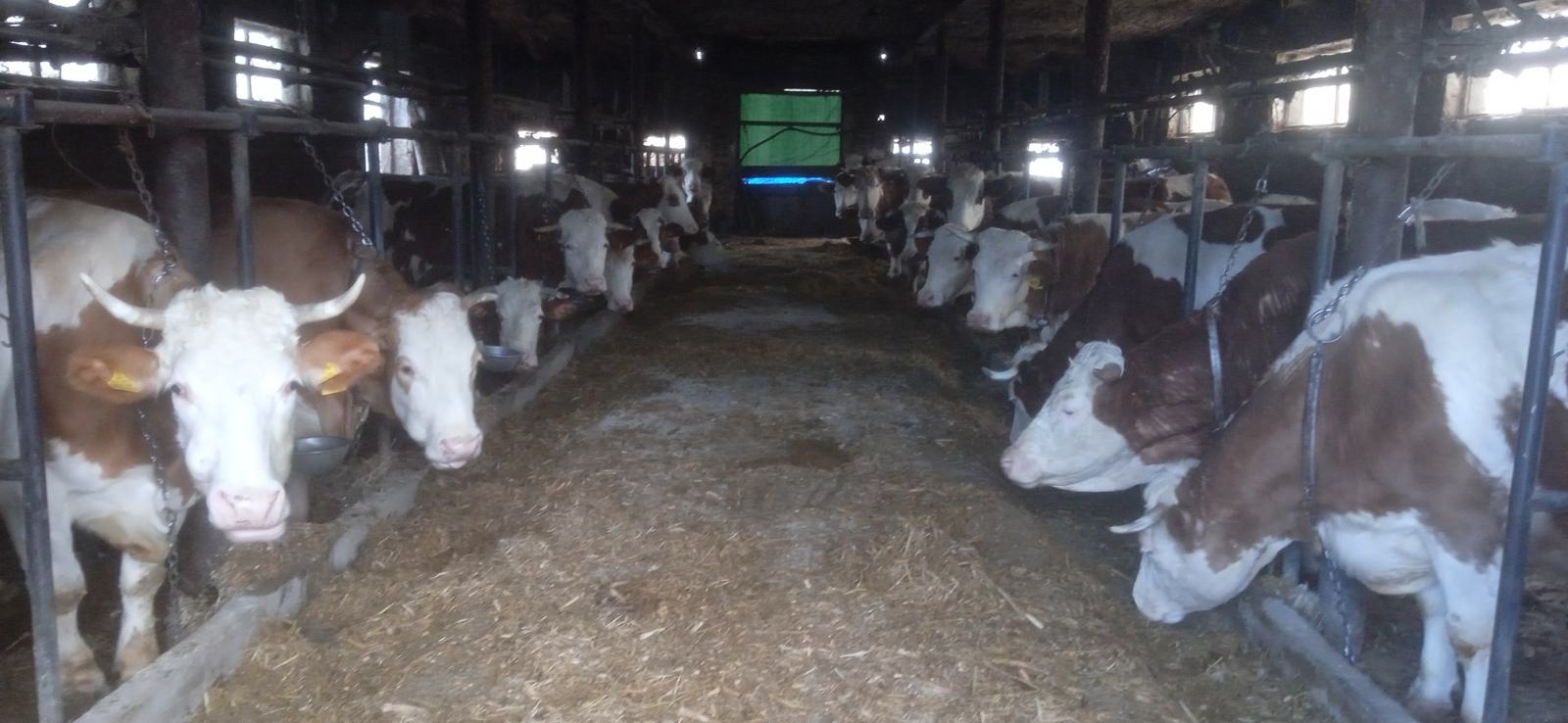 KRAVE ZA DOMACINSTVO