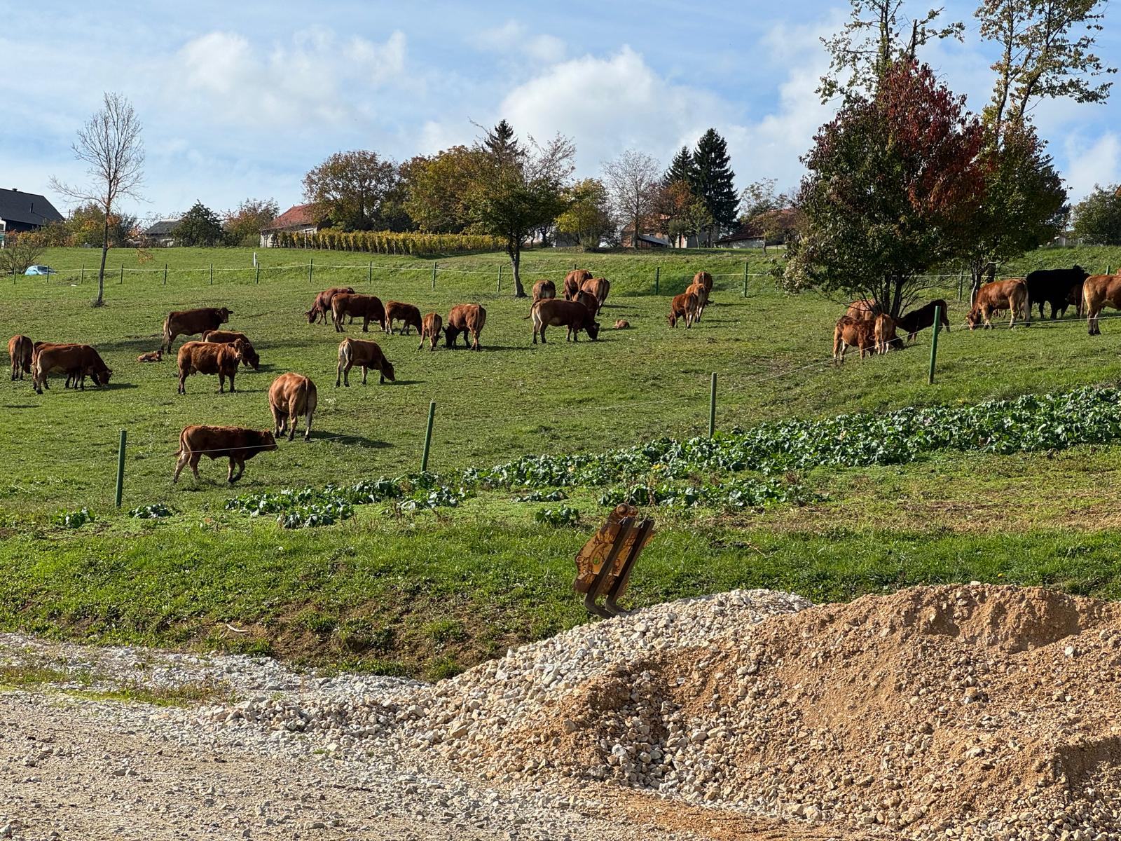 Krave i junice pasmine limousin
