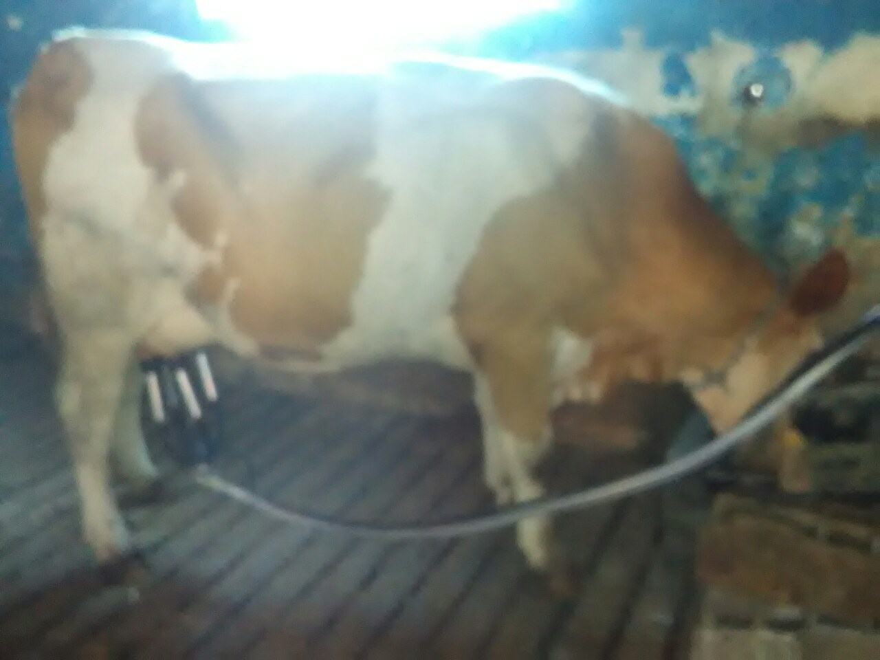 Krave Simentalac i telad na prodaju