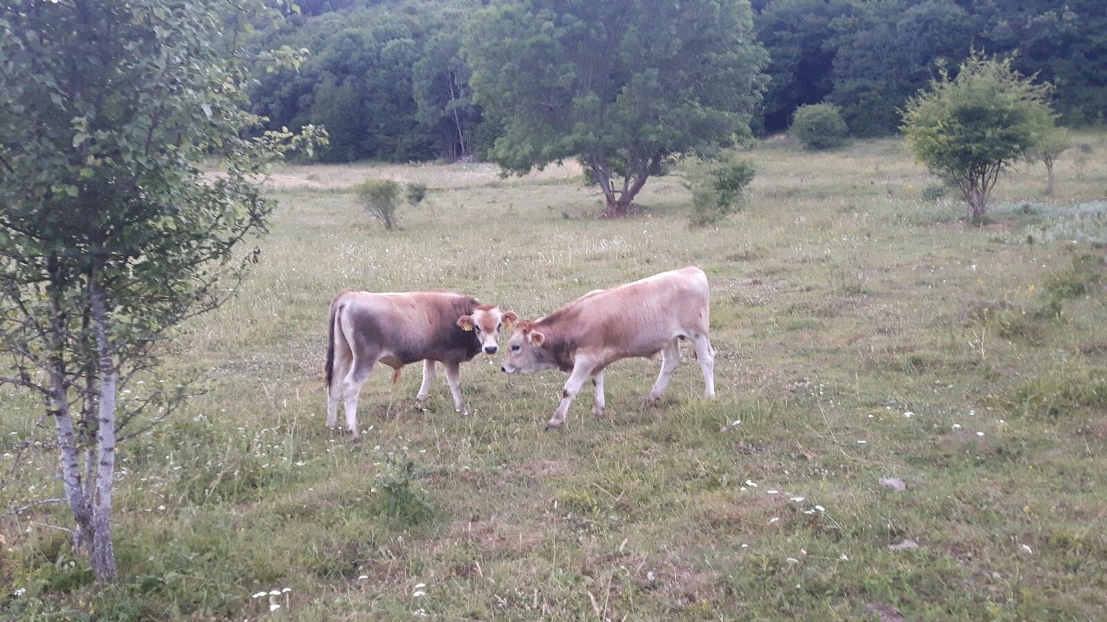 Lička buša - Muška telad